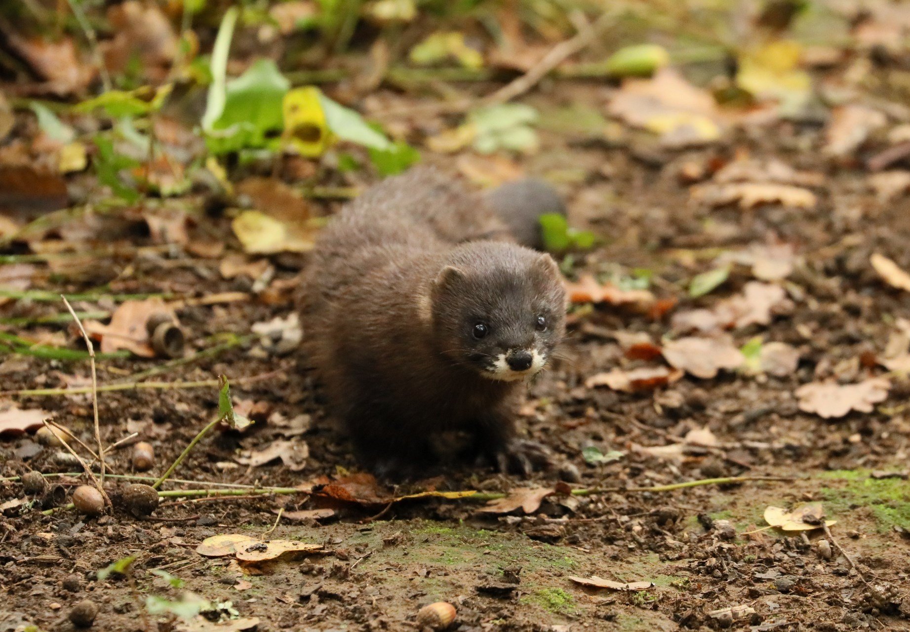 Le Vison d’Europe, une espèce endémique à retrouver – Nature en Périgord