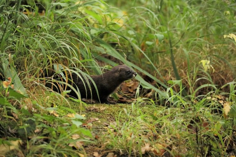 Vison d’Europe – Nature en Périgord